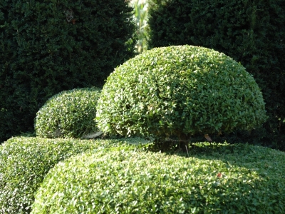 Buxus sempervirens | Boomkwekerij Guido Spruyt